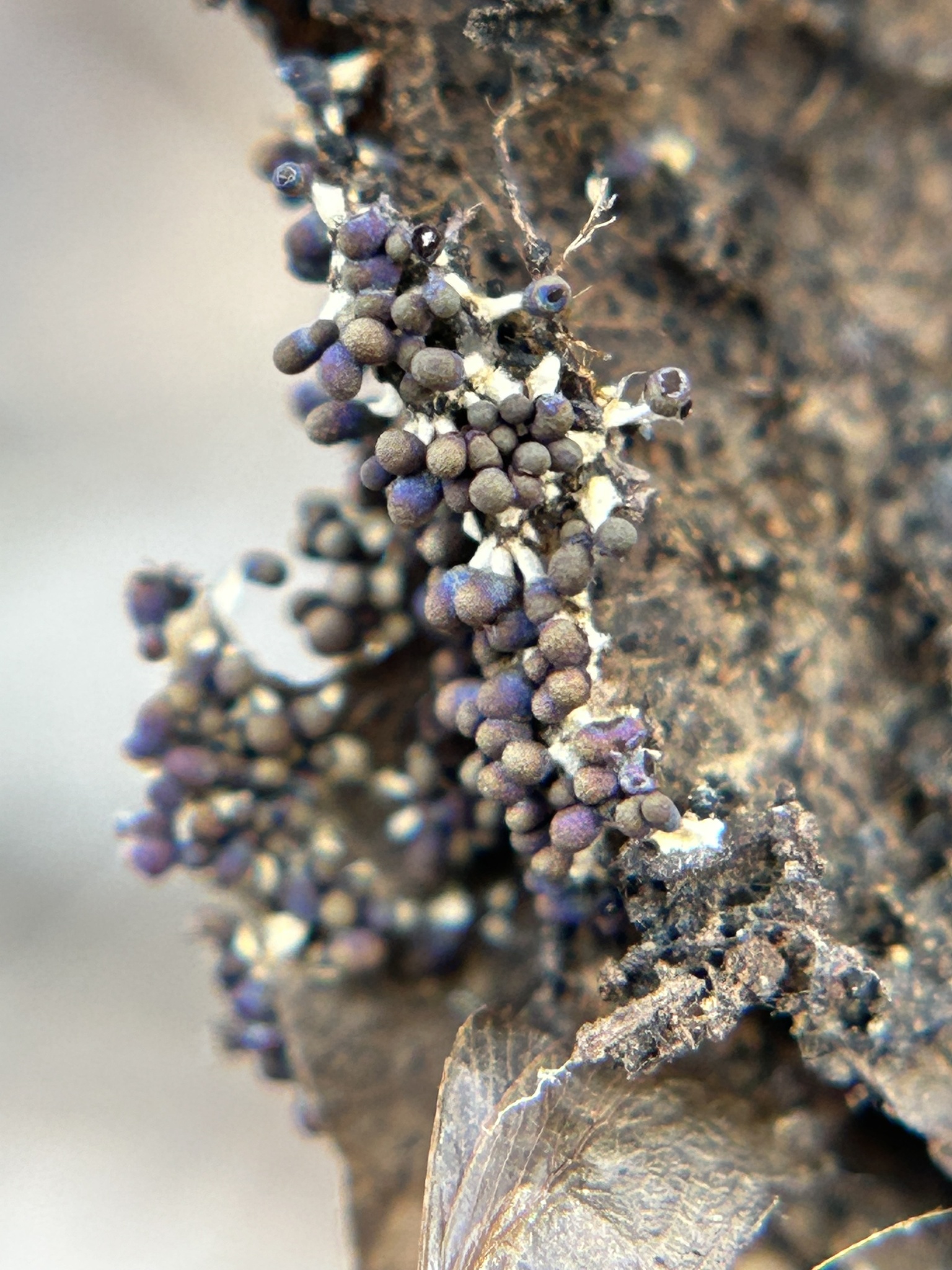 Diachea leucopodia (Bull.) Rostaf., 1874