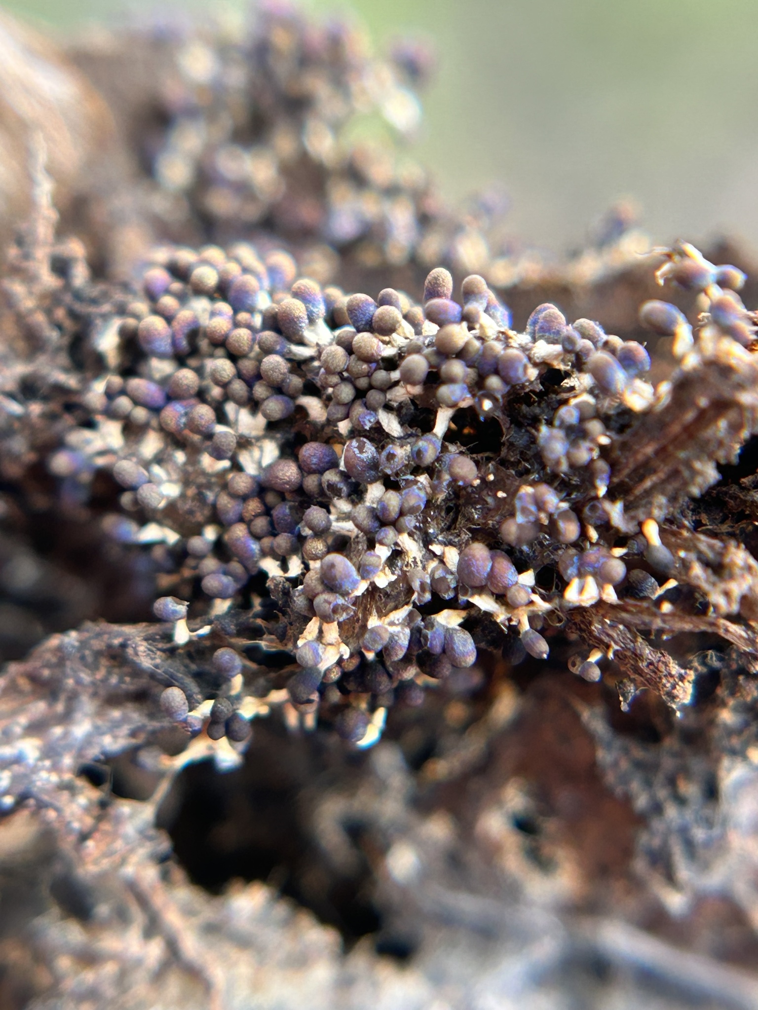 Diachea leucopodia (Bull.) Rostaf., 1874