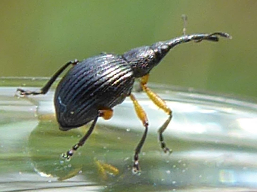 Protapion apricans (Herbst, 1797)