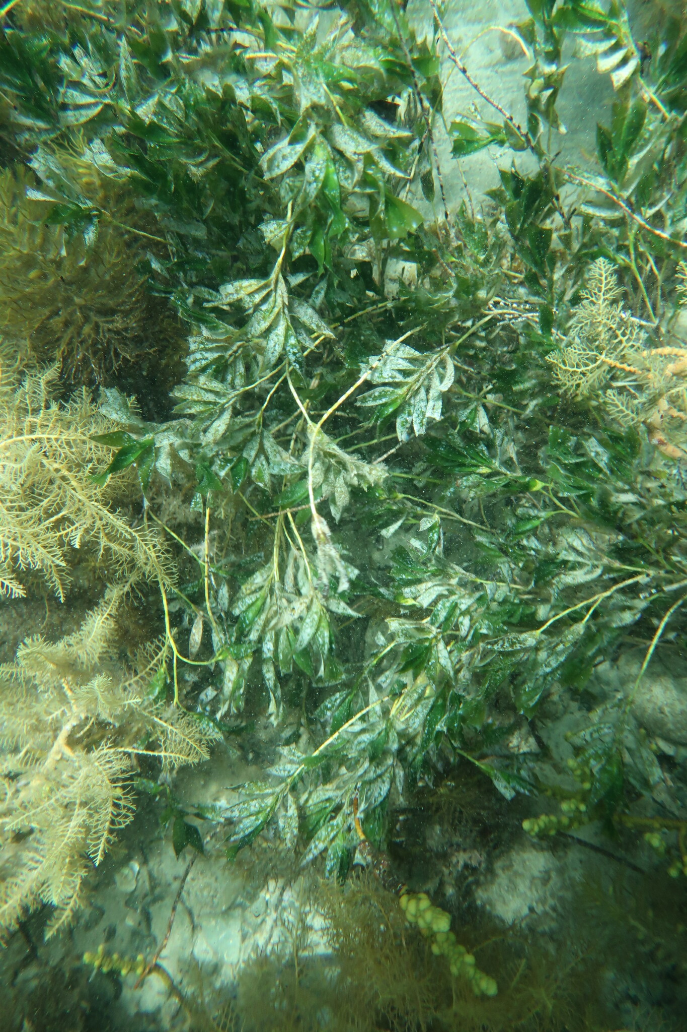 Amphibolis antarctica (Labill.) Asch.