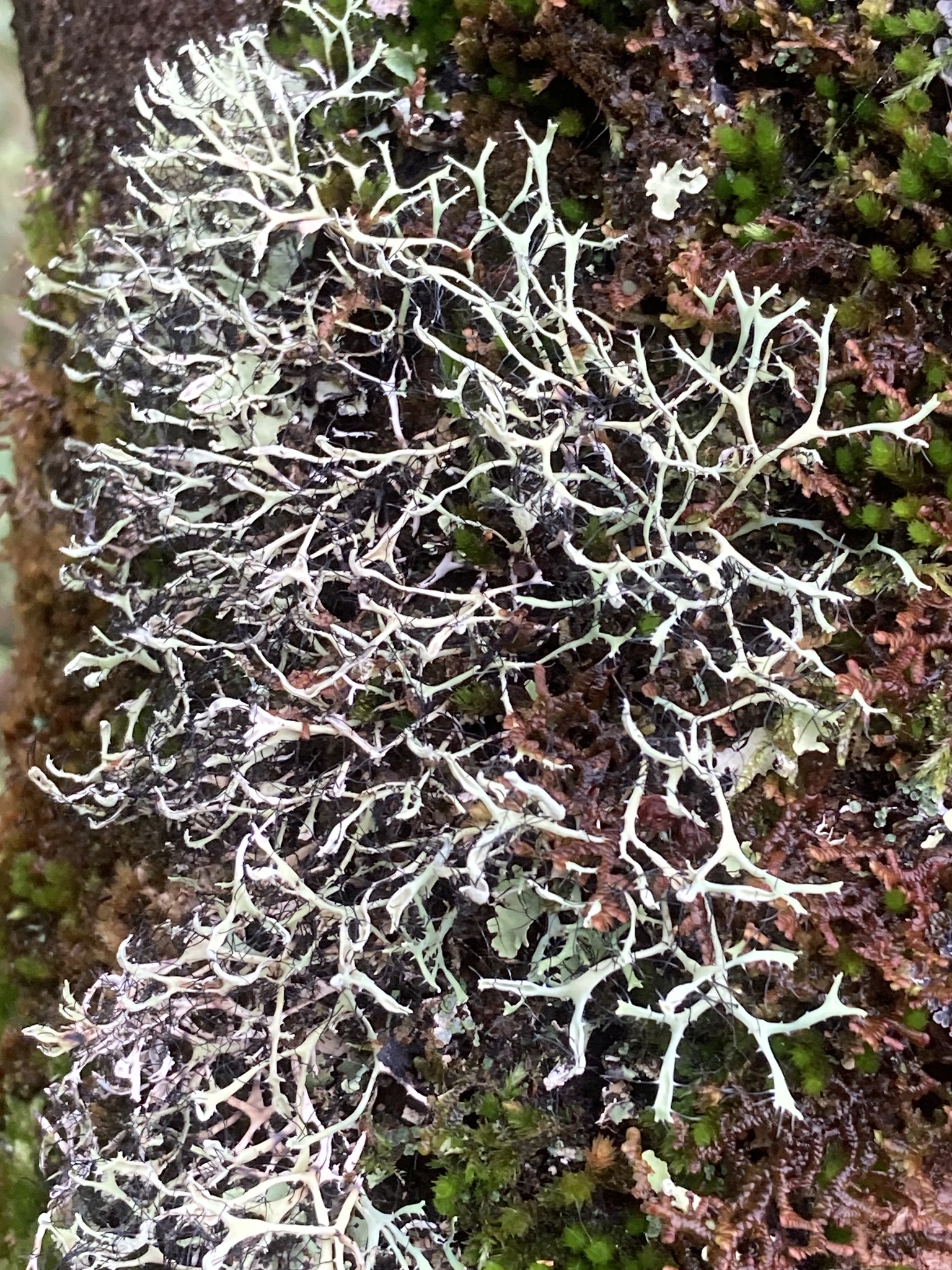 Leucodermia leucomelos (L.) Kalb