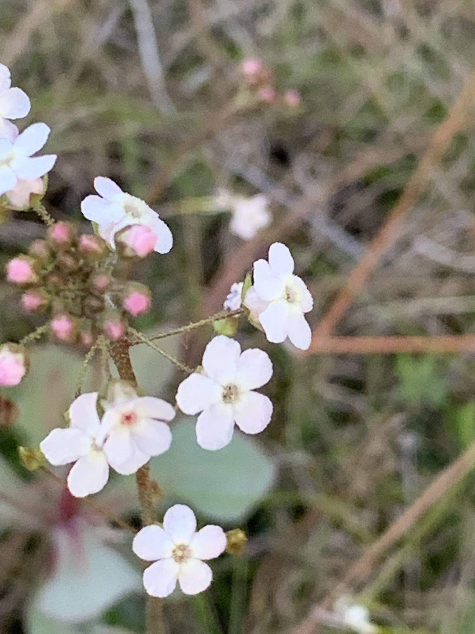 Samolus ebracteatus Kunth