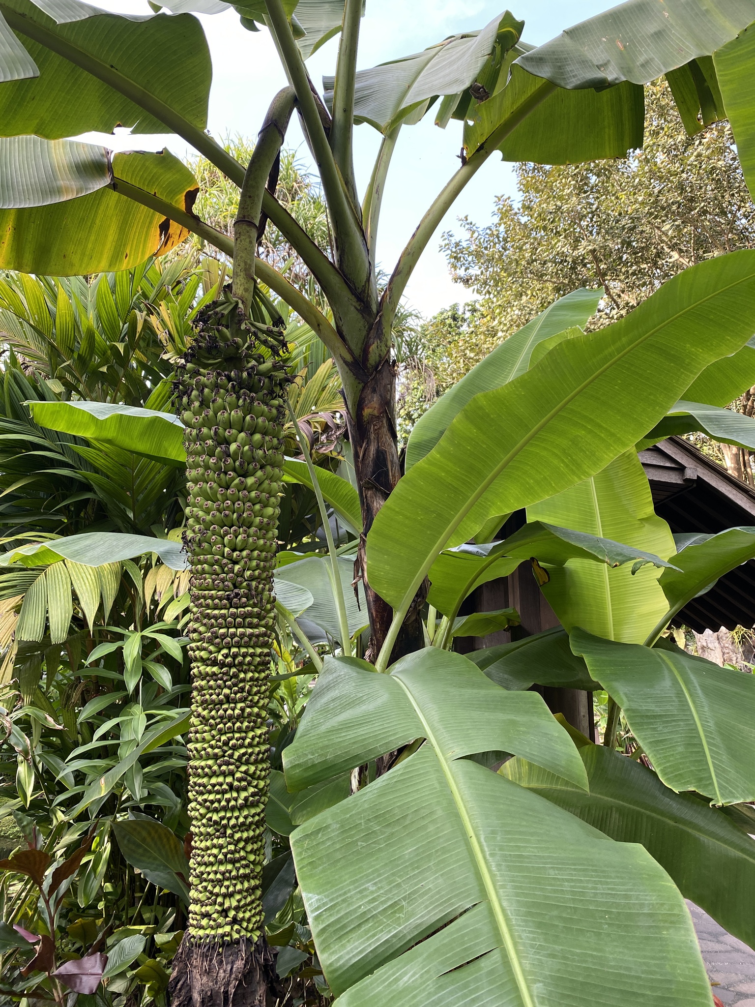 Musa ×paradisiaca L.