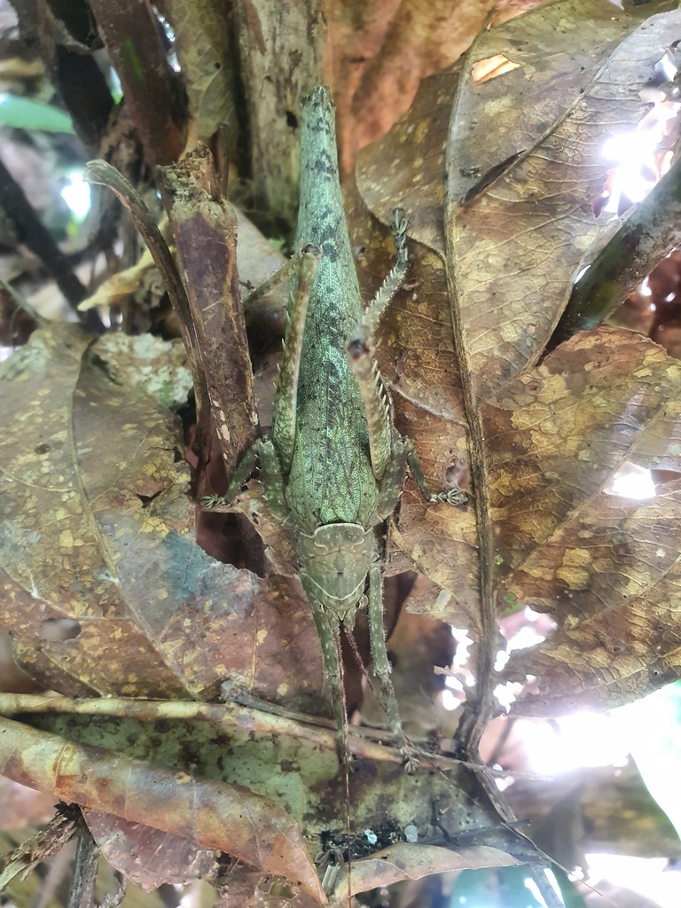 Winged and Once-winged Insects from San Lorenzo, Peru on November 5 ...
