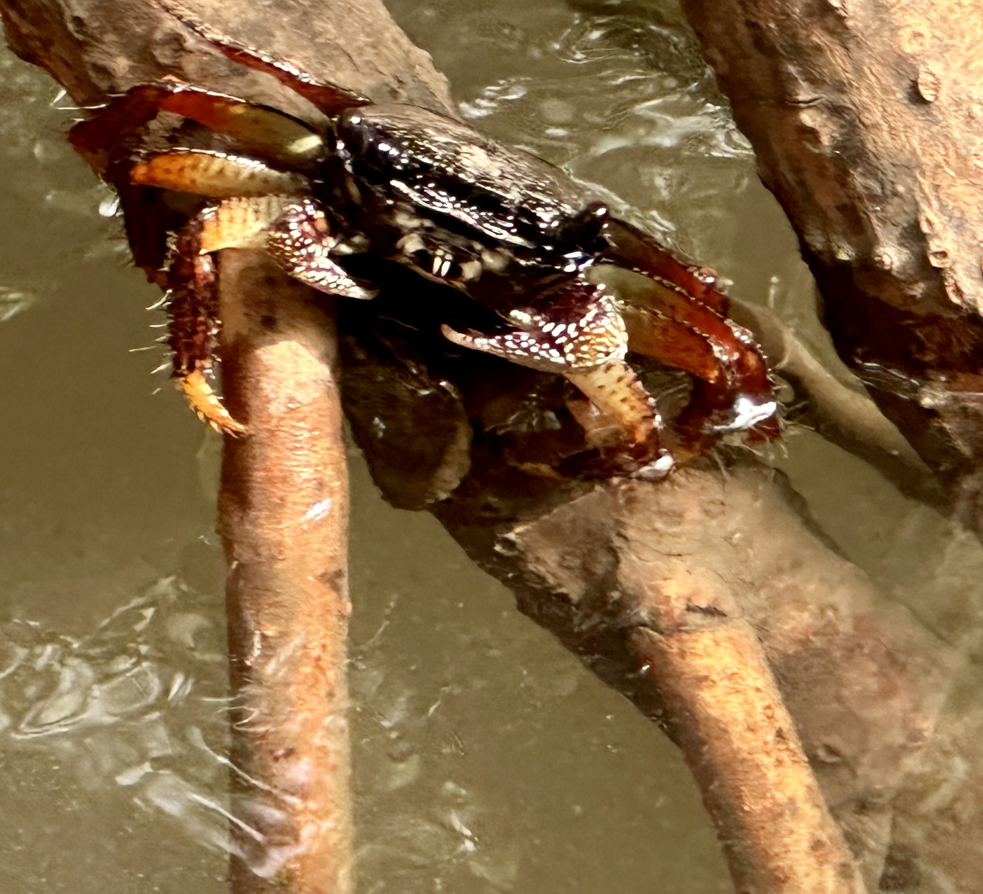 Goniopsis pelii (Herklots, 1851)