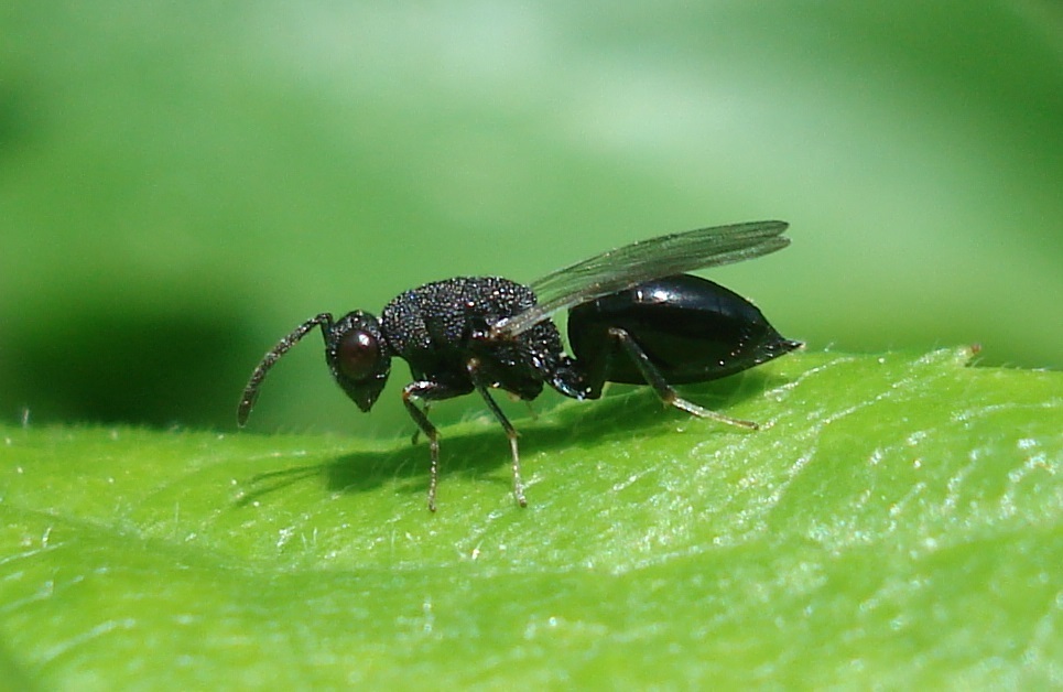 Eurytomidae