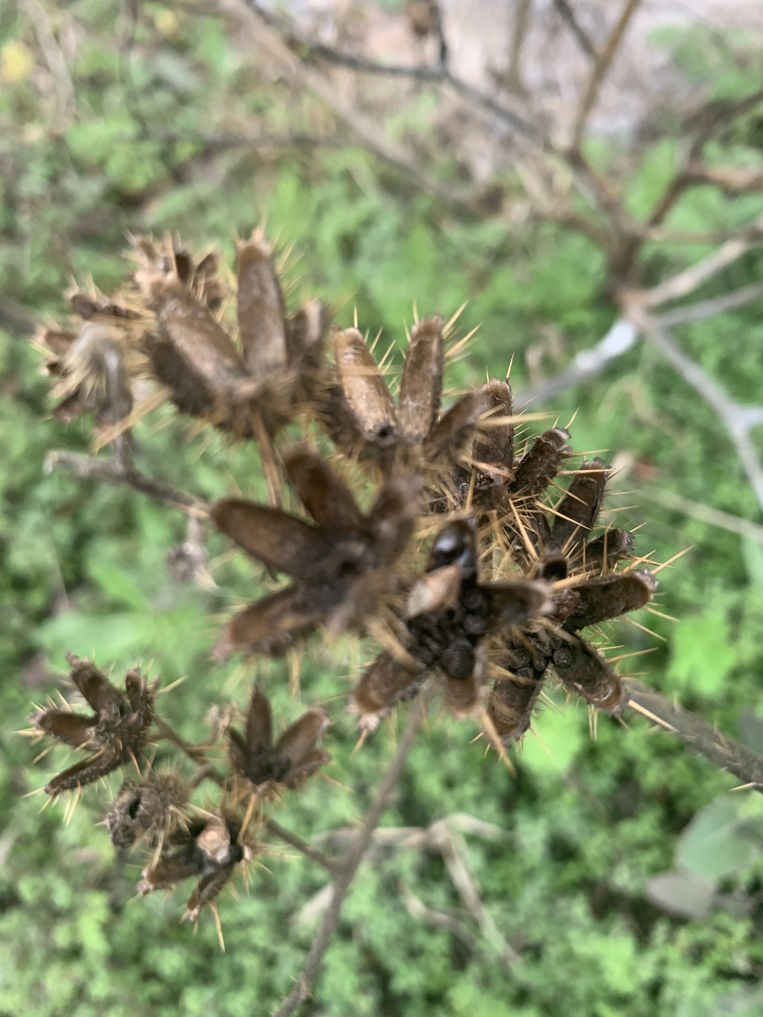 Solanum rostratum Dunal