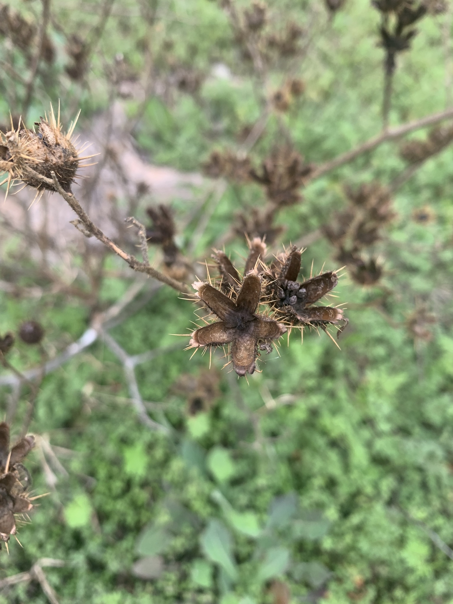 Solanum rostratum Dunal