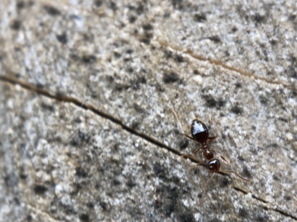 American Winter Ant from Santa Clara, CA, USA on February 16, 2023 at ...