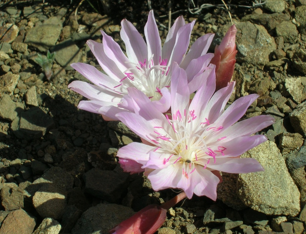 Lewisia (Montiaceae (Miner's Lettuce) of the Pacific Northwest ...