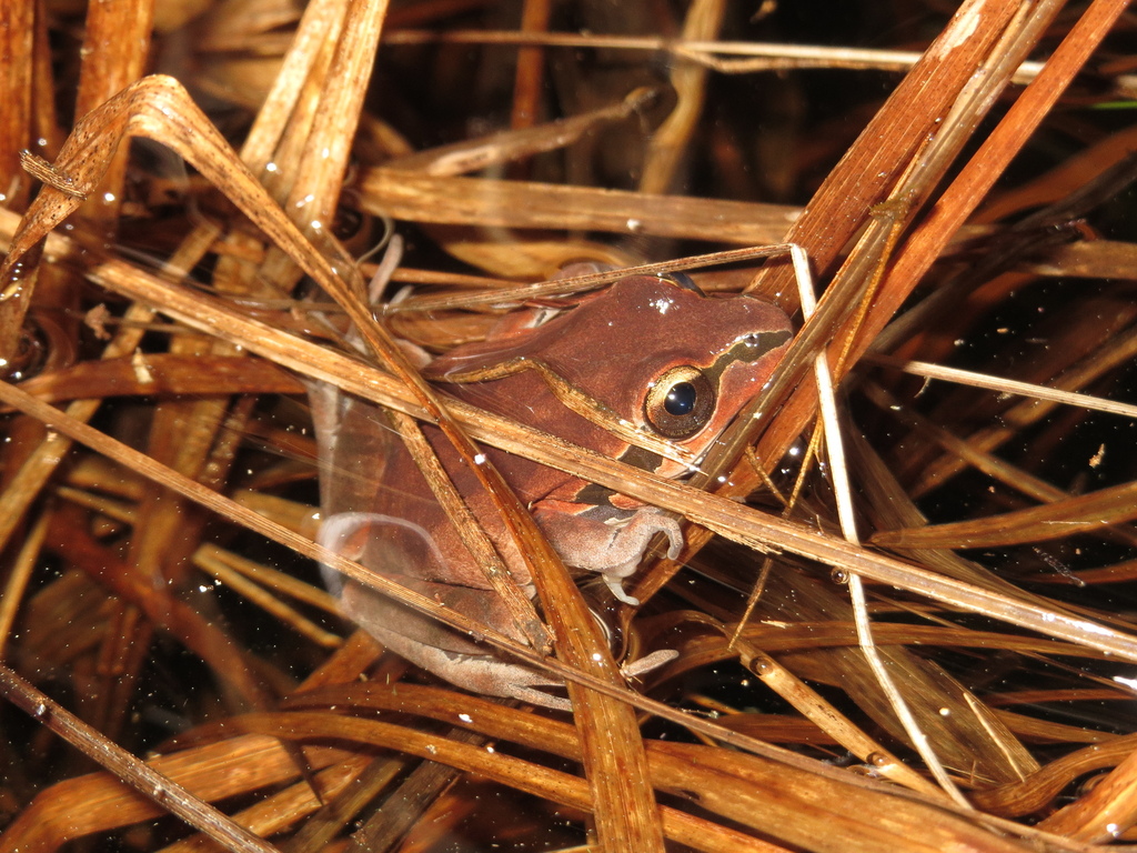 Ornate Chorus Frog in February 2023 by scincus · iNaturalist
