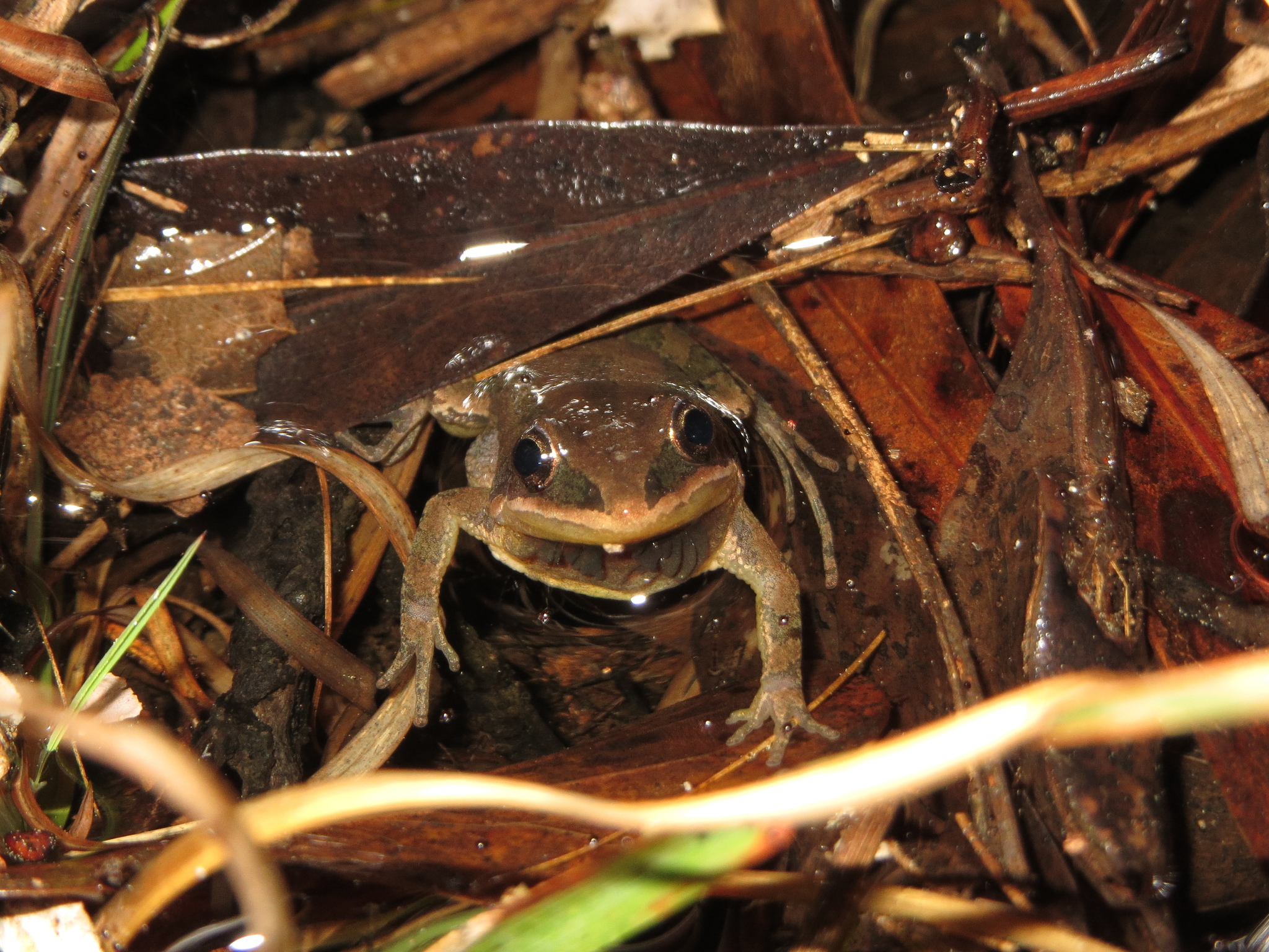 Pseudacris nigrita (LeConte, 1825)