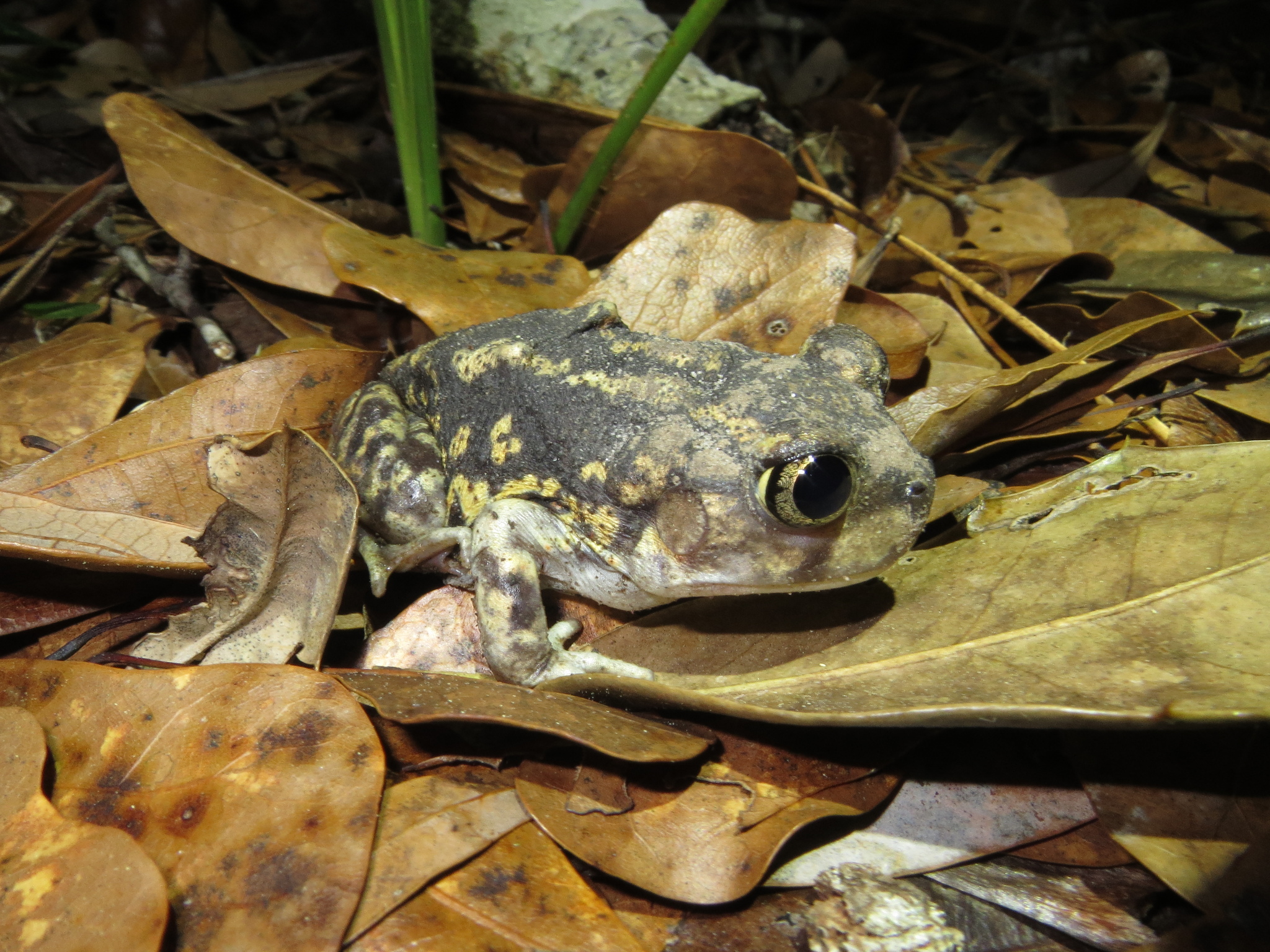 Scaphiopus holbrookii (Harlan, 1835)