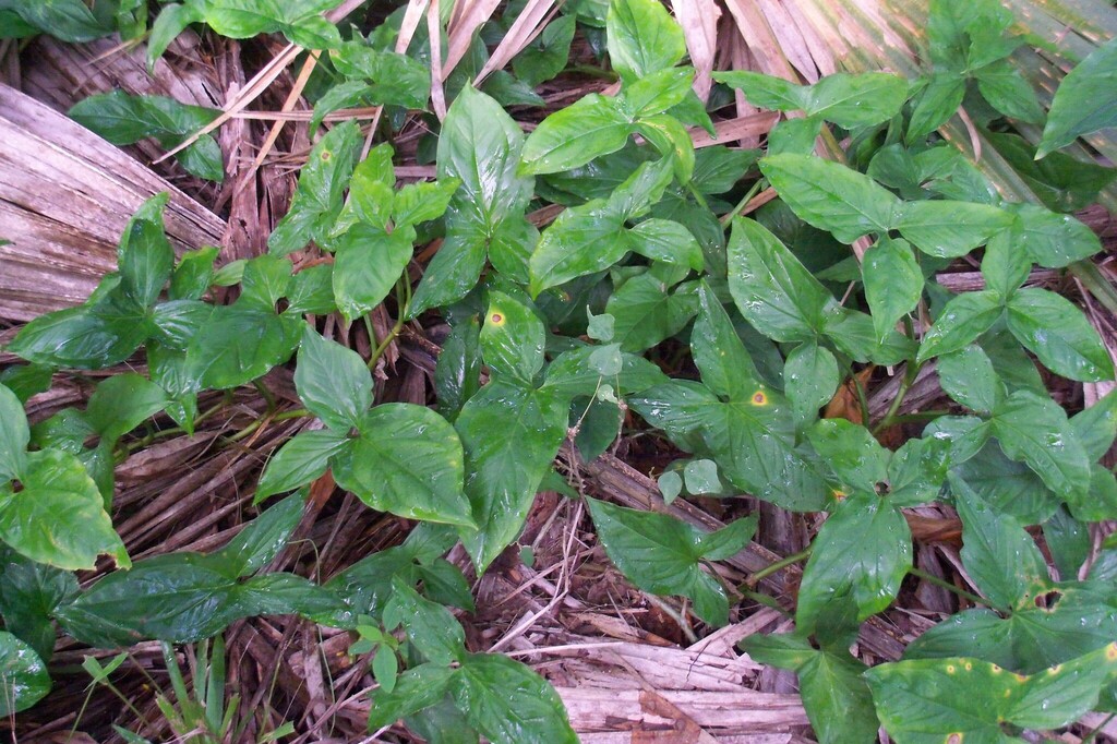 Goosefoot-plant from Brownsville, TX, USA on January 8, 2012 at 08:45 ...