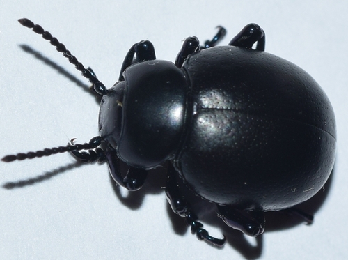 Timarcha apricaria · NaturaLista Colombia