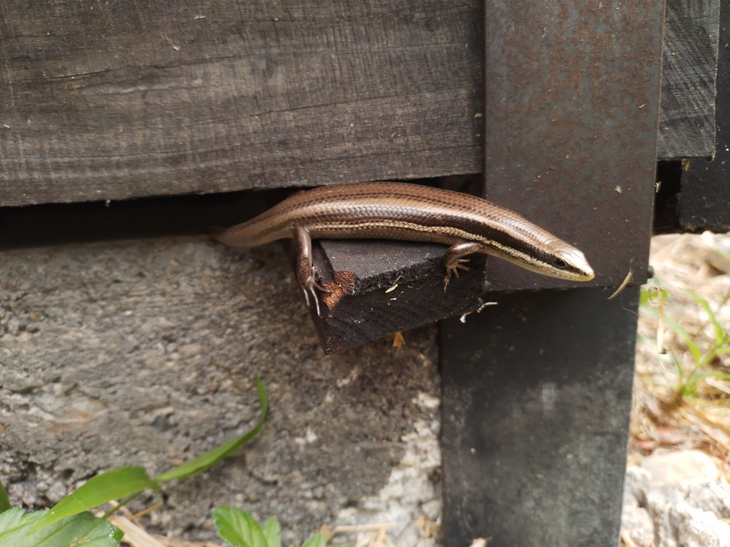 Costa Rica Skink from Limón, Costa Rica on February 16, 2023 at 09:53 ...