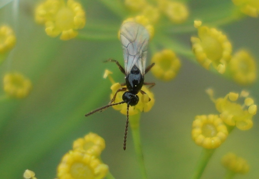 Trybliographa rapae from Chociszewo, Polska on June 29, 2022 at 05:00 ...