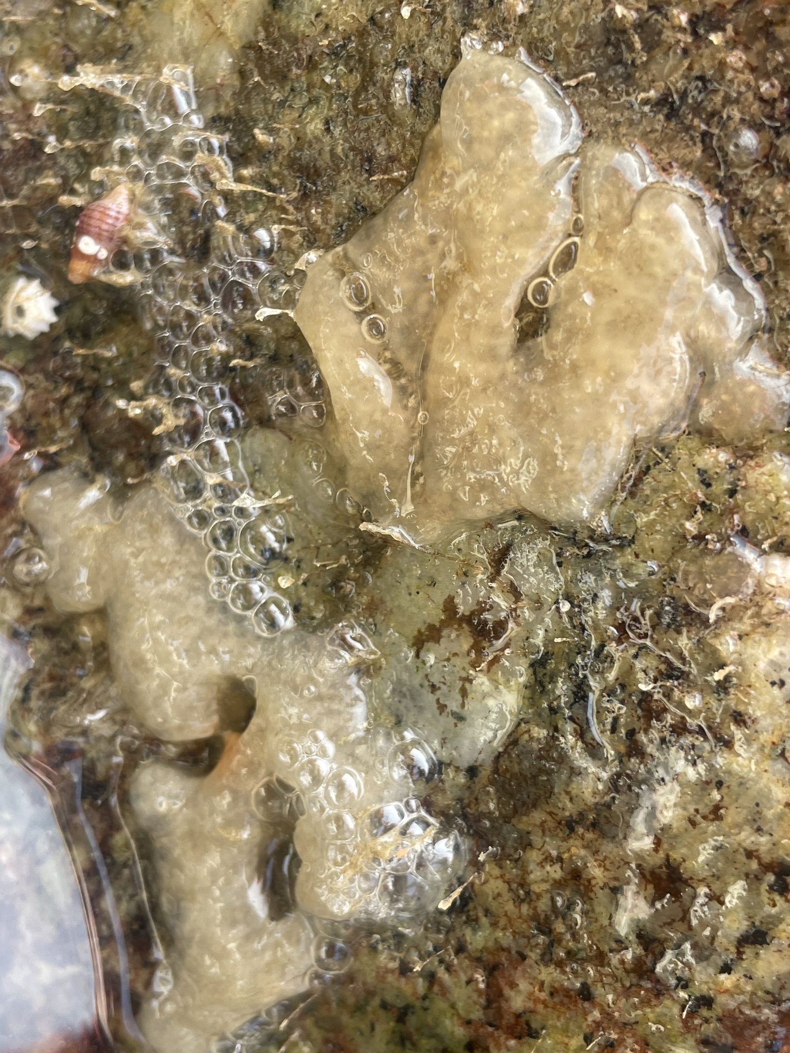 Didemnum vexillum Kott, 2002