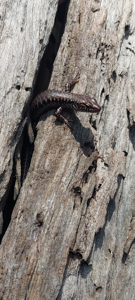 Southern Bar-sided Skink from Prospect NSW 2148, Australia on February ...