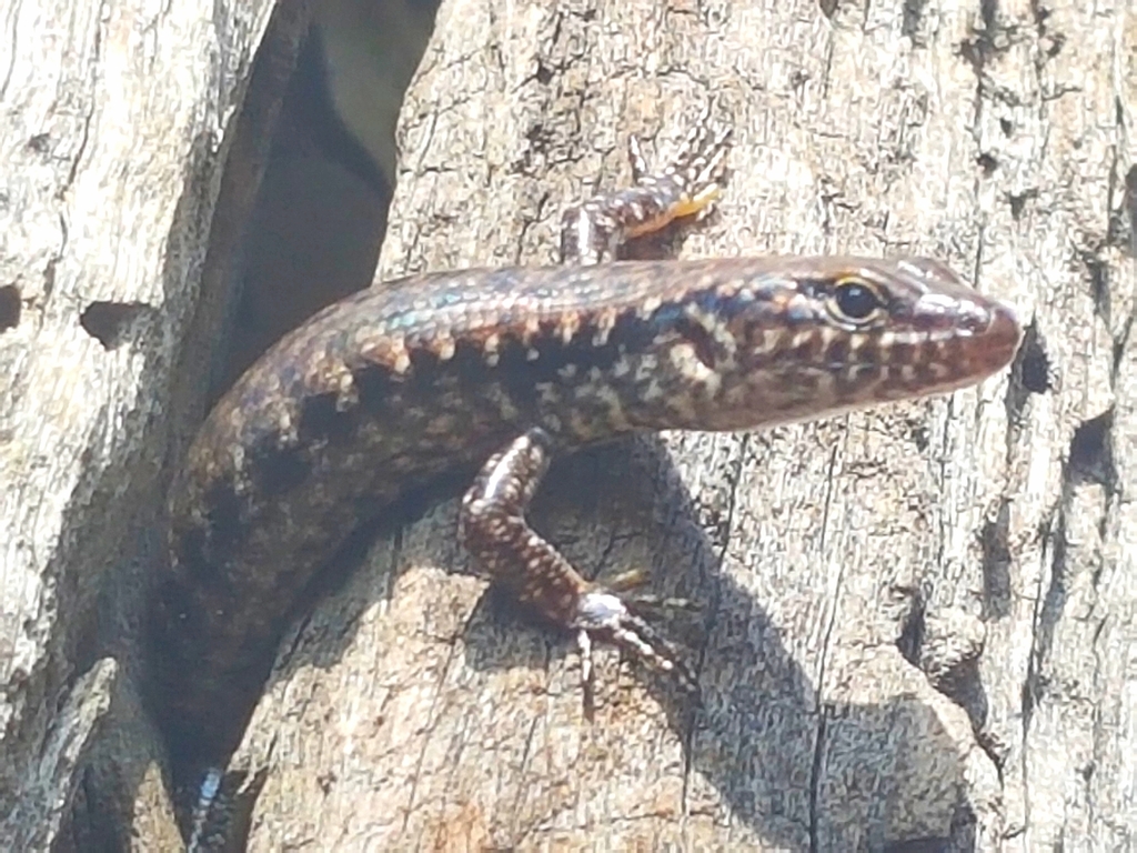 Bar-sided Skink from 5WG7+32, Prospect NSW 2148, Australia on February ...