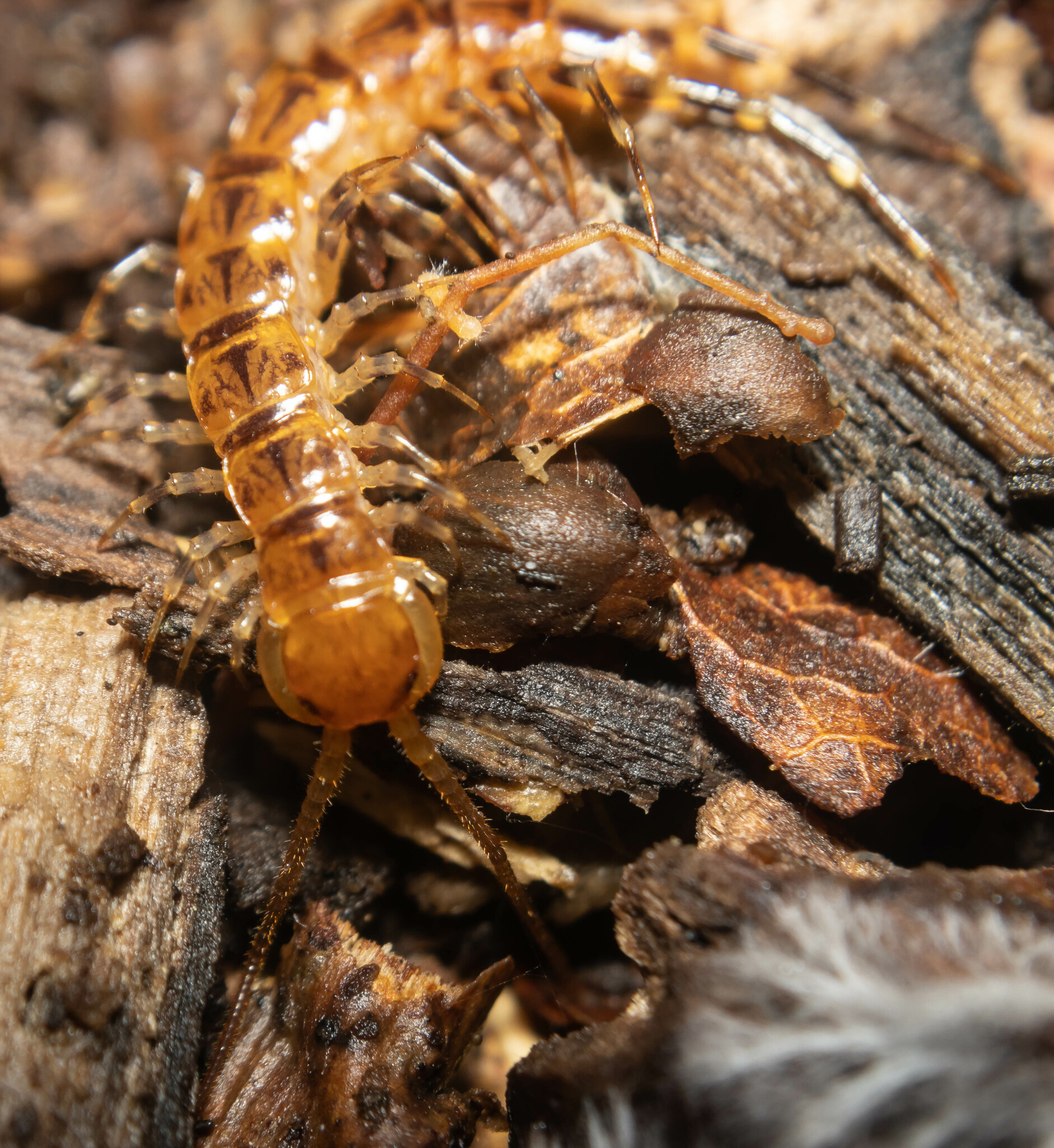 Lithobius variegatus Leach, 1814