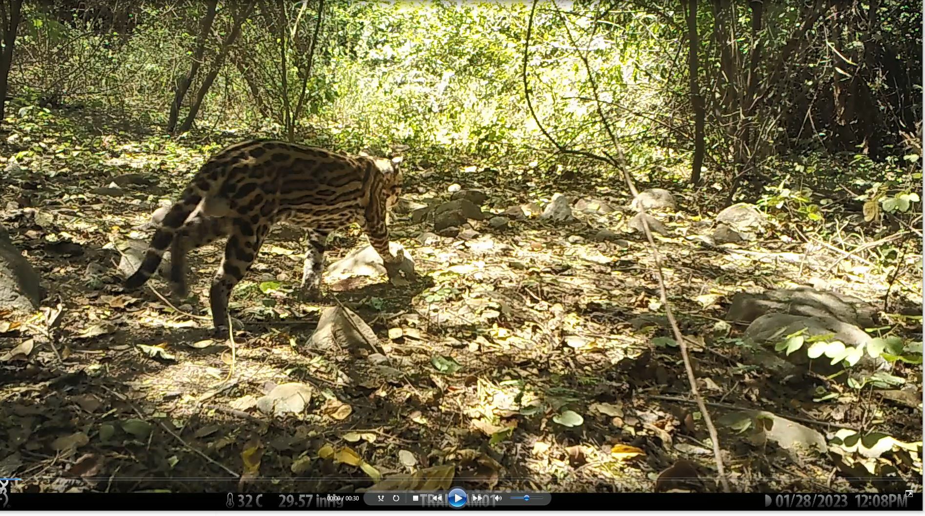 Leopardus pardalis (Linnaeus, 1758)