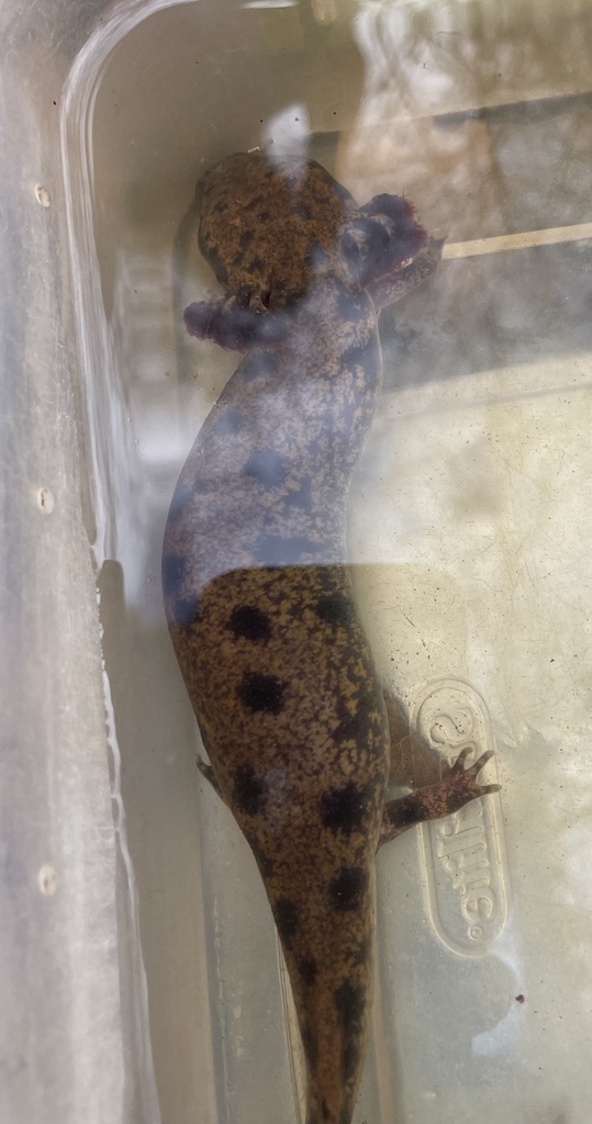 Neuse River Waterdog in February 2023 by Larry Chen. observed as part ...