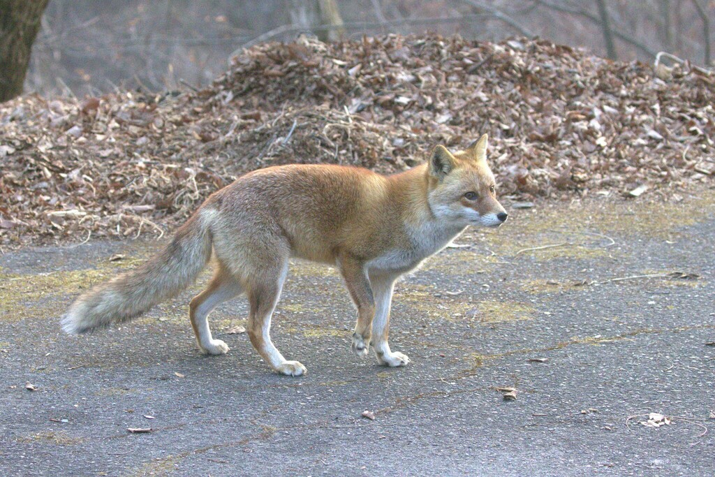 Japanese Red Fox (Vulpes vulpes japonica) - Know Your Mammals