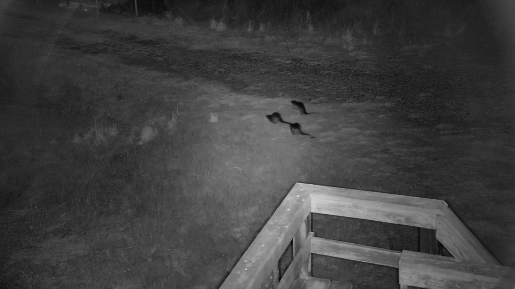 American Mink from Surry, VA 23883, USA on February 16, 2023 at 06:34 ...