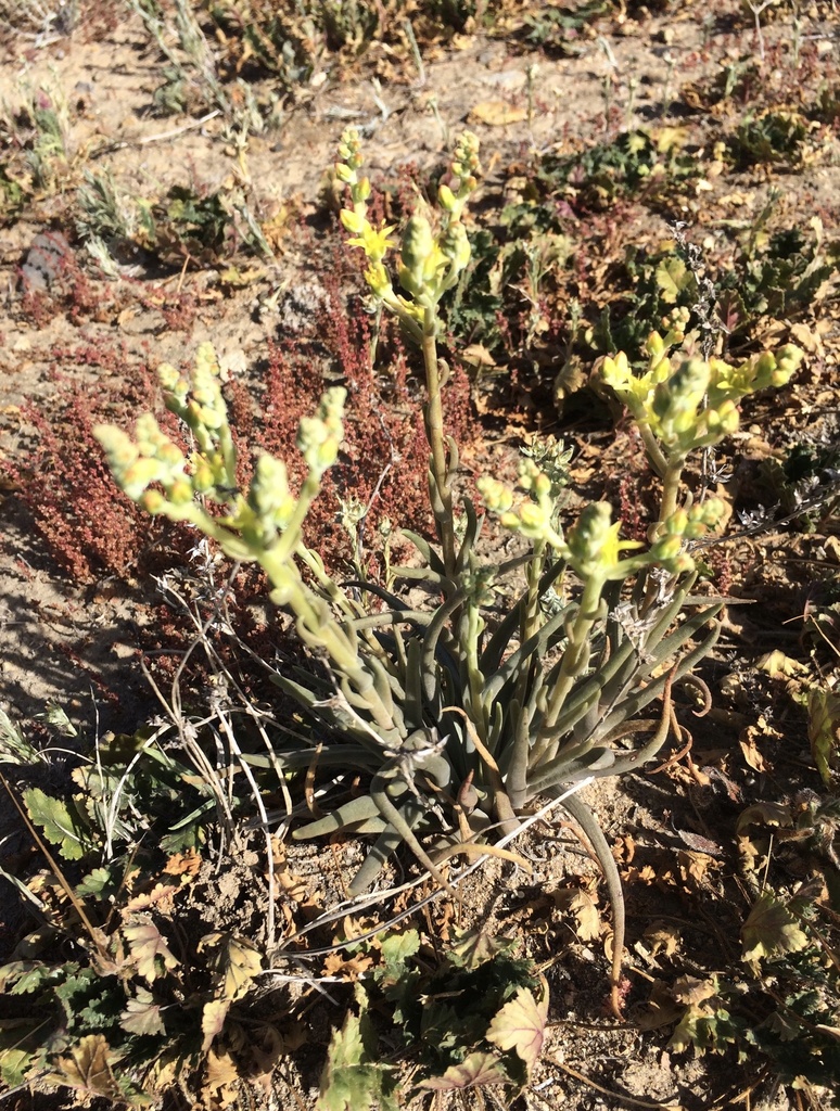 many-stemmed dudleya in March 2015 by nmoorhatch · iNaturalist