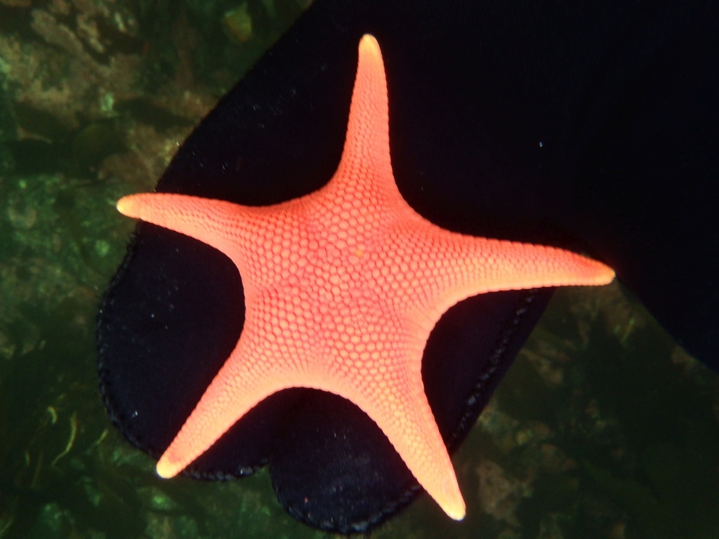 Mediaster aequalis (Echinoderms of the North Eastern Pacific (Alaska to ...