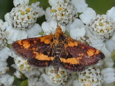Orange Mint Moth from Beaver Dam Park, Westchester County, NY, USA on ...