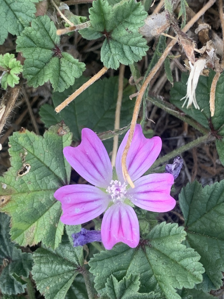 Common Mallow from Anglesea Barracks, Hobart, TAS, AU on February 17 ...