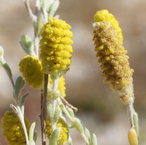 Angianthus cyathifer · iNaturalist
