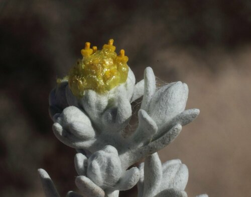 Angianthus cunninghamii · iNaturalist