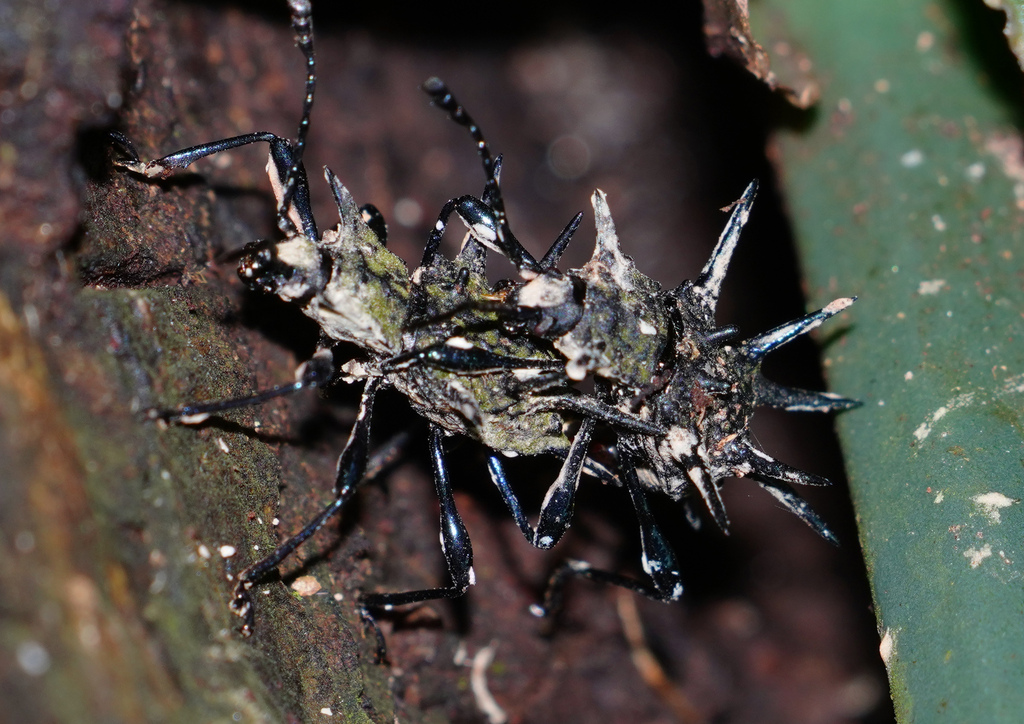 Cacodaemon satanas from Tambunan, Sabah, Malaysia on January 15, 2023 ...