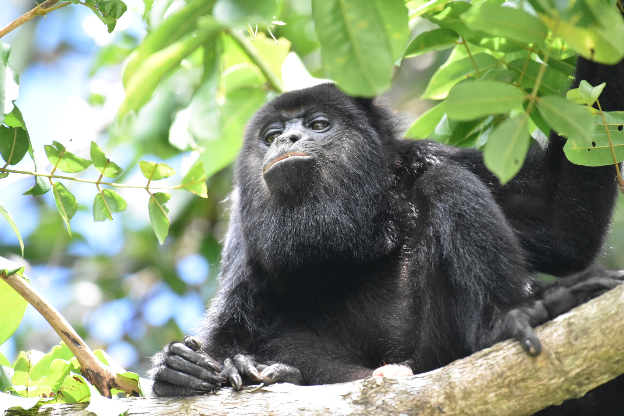 Alouatta pigra Lawrence, 1933