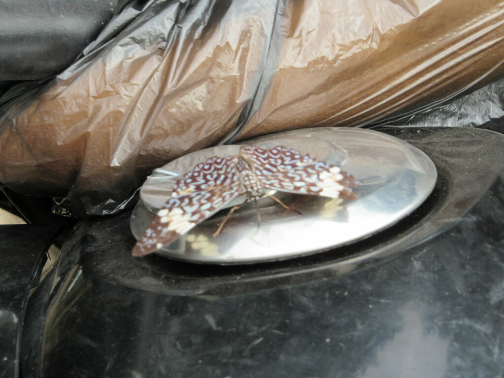 Red Cracker from Norcasia, Caldas, Colombia on January 07, 2023 at 08: ...