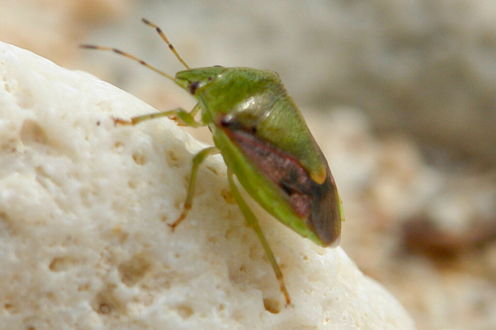 Plautia brunnipennis from Hienghène, Nord, New Caledonia on June 25 ...