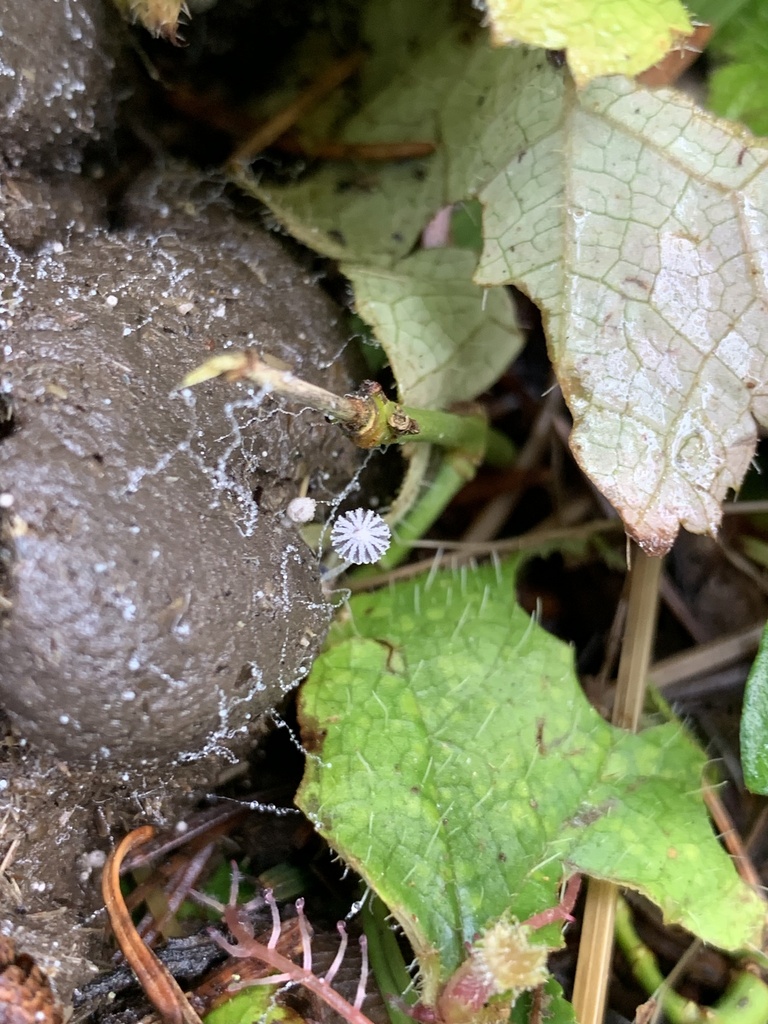 Coprinopsis stercorea from Redwood National and State Parks, Trinidad ...