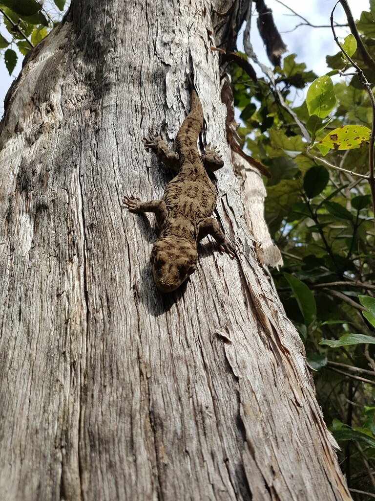 Duvaucel's Gecko in September 2018 by Jonah Timms · iNaturalist