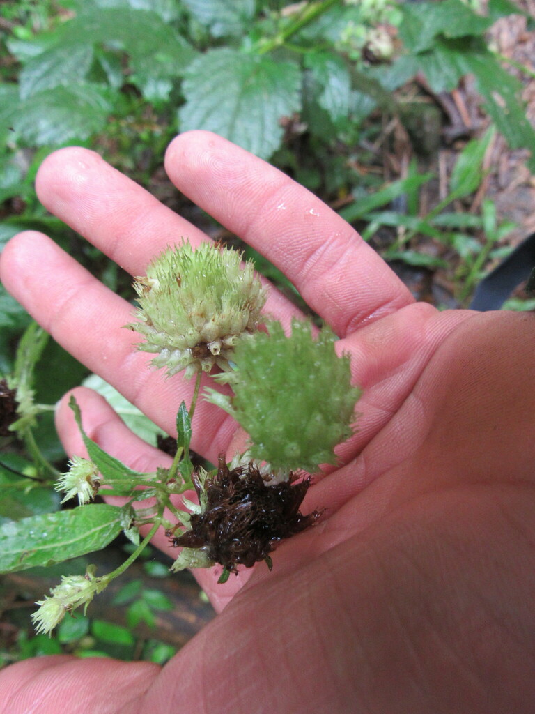 false ironwort from Norcasia, Caldas, Colombia on January 7, 2023 at 08 ...