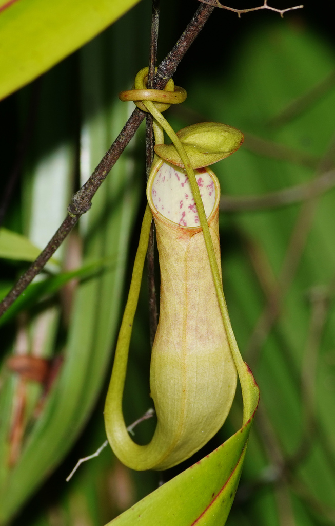 Slender Pitcher-Plant (Nepenthes gracilis) - Botanical Realm
