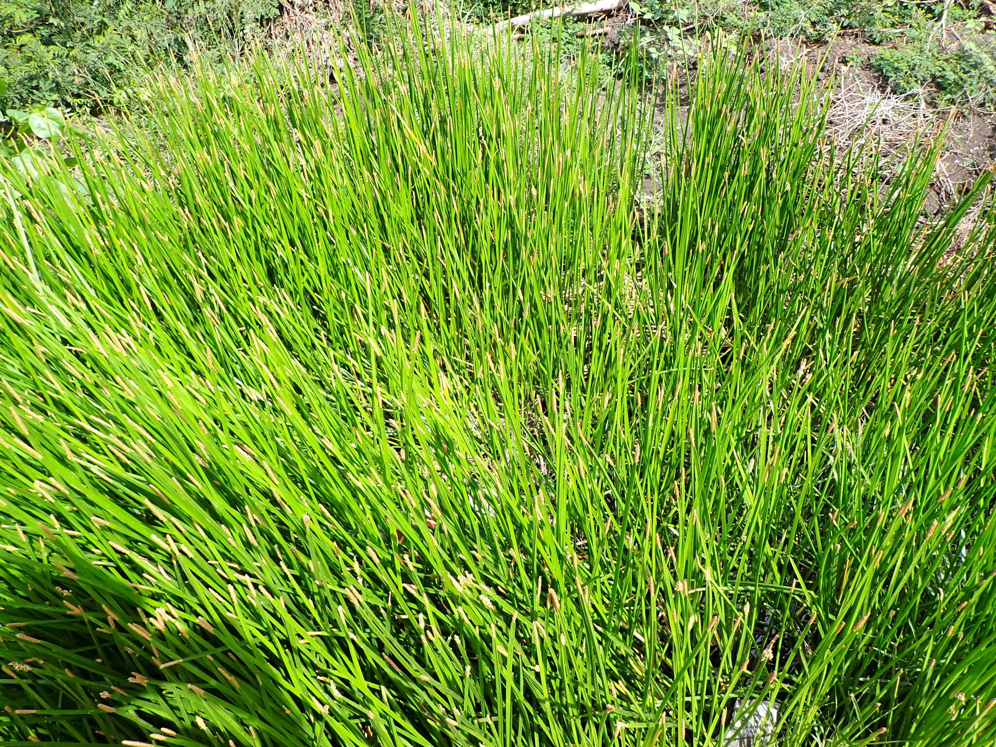 Eleocharis mutata (L.) Roem. & Schult.