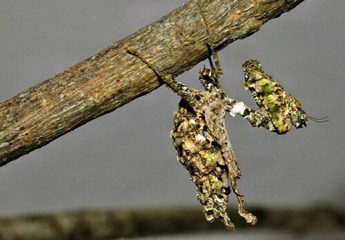 Pseudacanthops spinulosus · iNaturalist