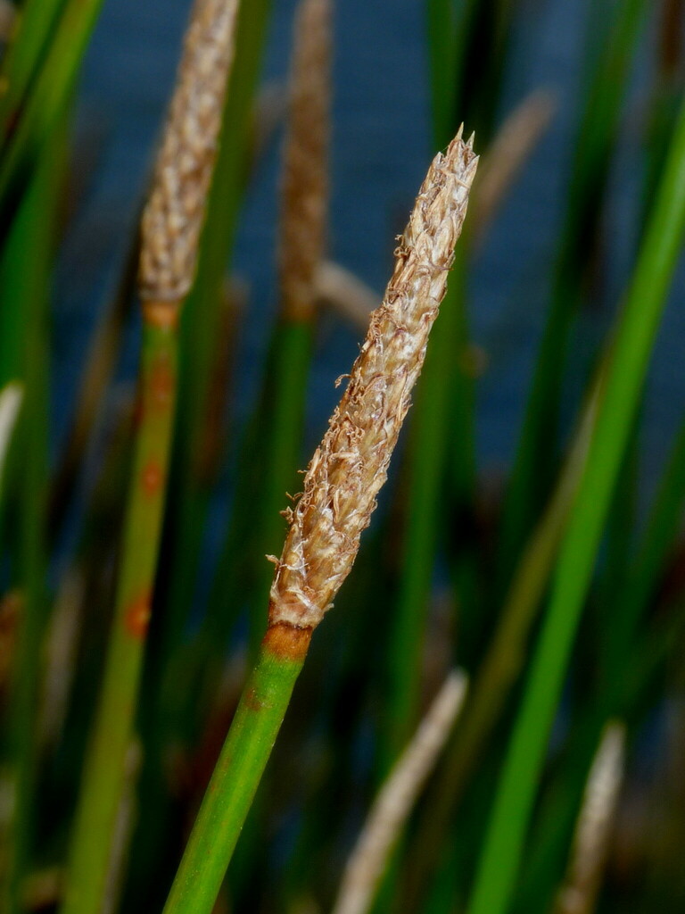 Sharp Spike Sedge from Appleby, New Zealand on February 17, 2023 at 11: ...
