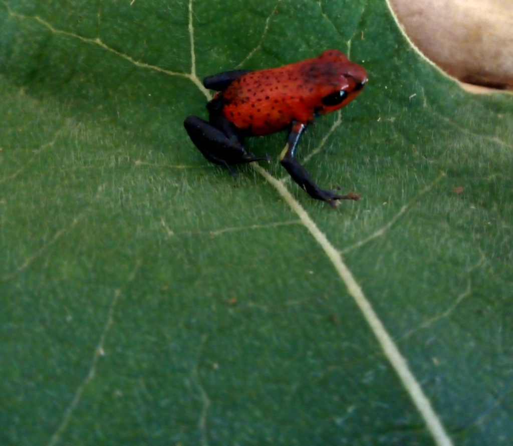 Strawberry Poison Dart Frog from Río Maíz on December 15, 2021 at 10:38 ...