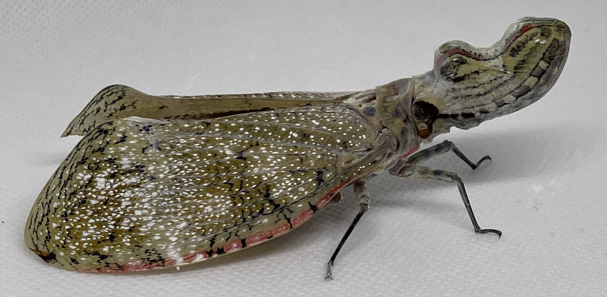 Fulgora laternaria (Linnaeus, 1758)