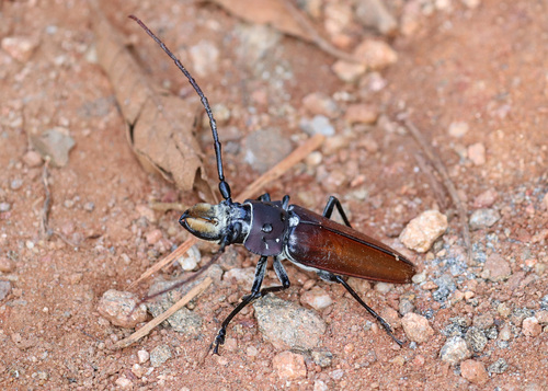 Callipogon beckeri · iNaturalist