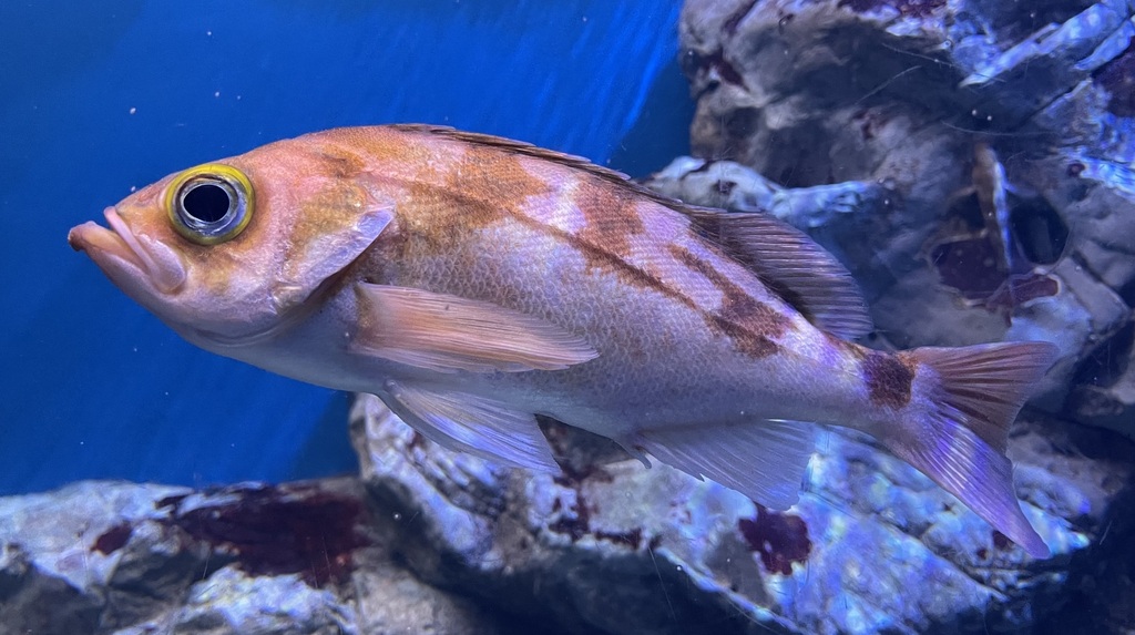 Goldeye rockfish (Sebastes thompsoni) - Marine Life Identification